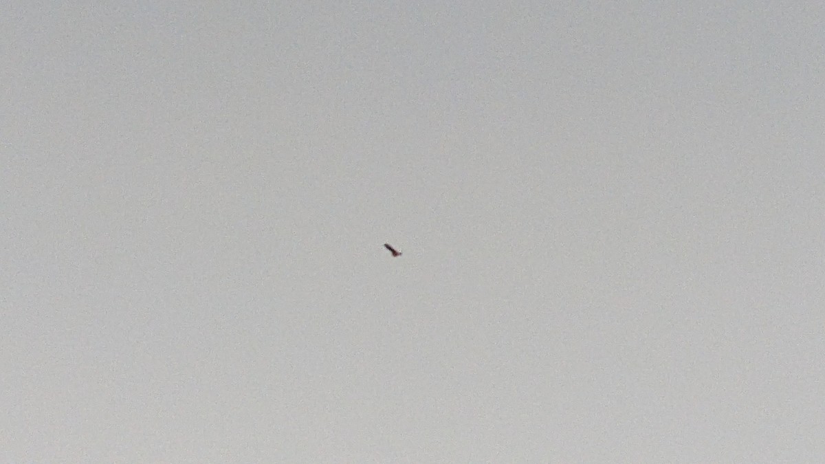 eBird Checklist - 22 Dec 2024 - Messick Point - 16 species