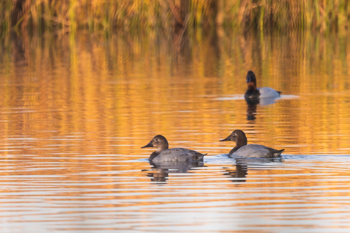eBird Checklist - 22 Dec 2024 - I-20 Pond/Jenna Welch Nature Ctr. (FWTX ...