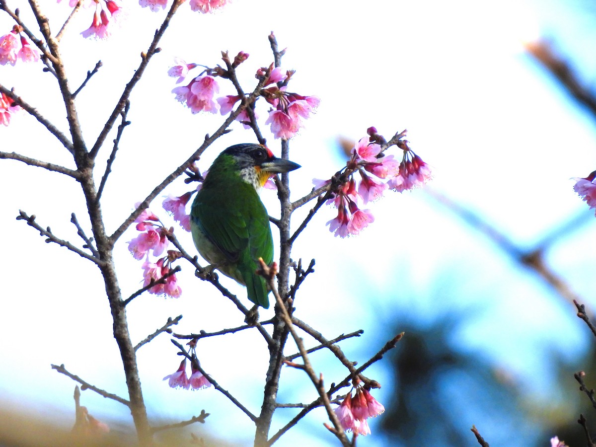 eBird Checklist - 4 Dec 2024 - Doi Pha Hom Pok NP--Wat Phra That Doi ...