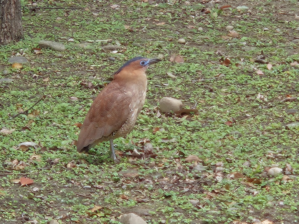 Taiwan Bird Atlas Checklist - 20 Dec 2024 - 台北--三峽龍學公園(Taipei--Sanxia ...