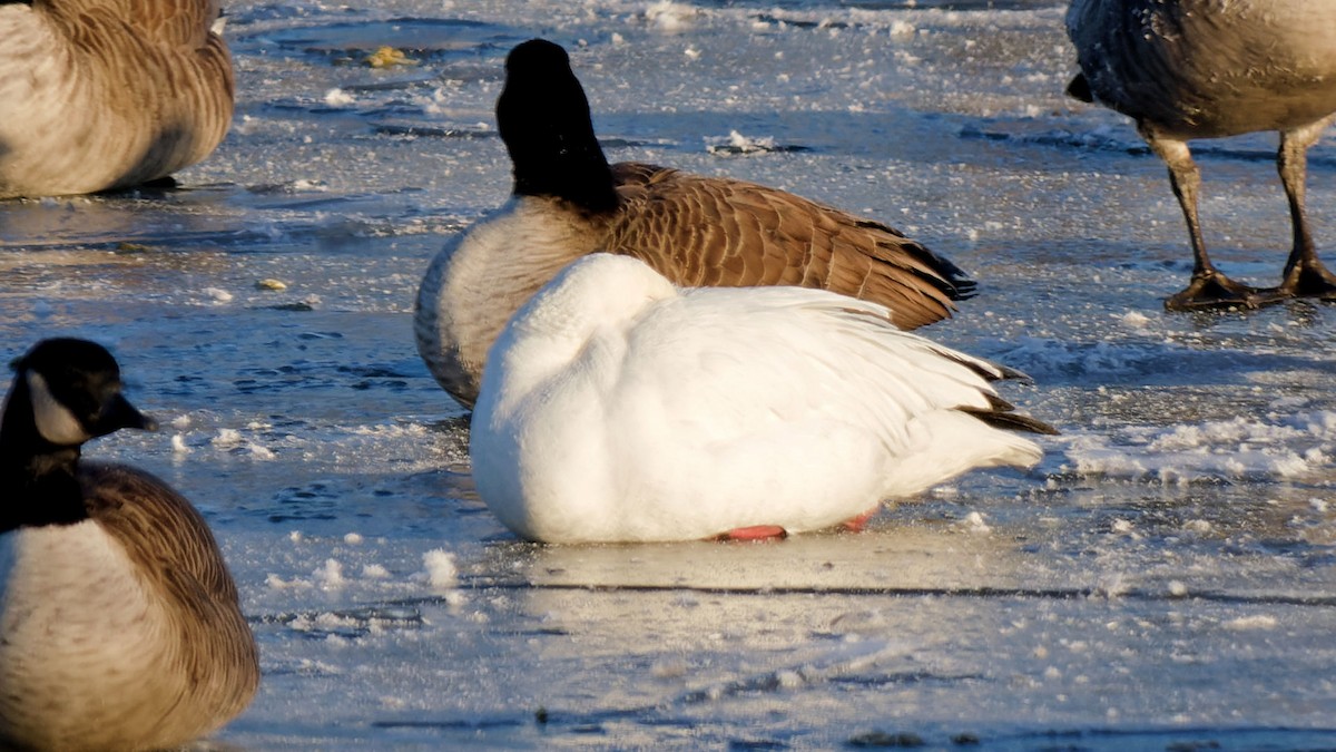 Pennsylvania Bird Atlas Checklist - 23 Dec 2024 - Alburtis Rd. Retention Ponds - 8 species