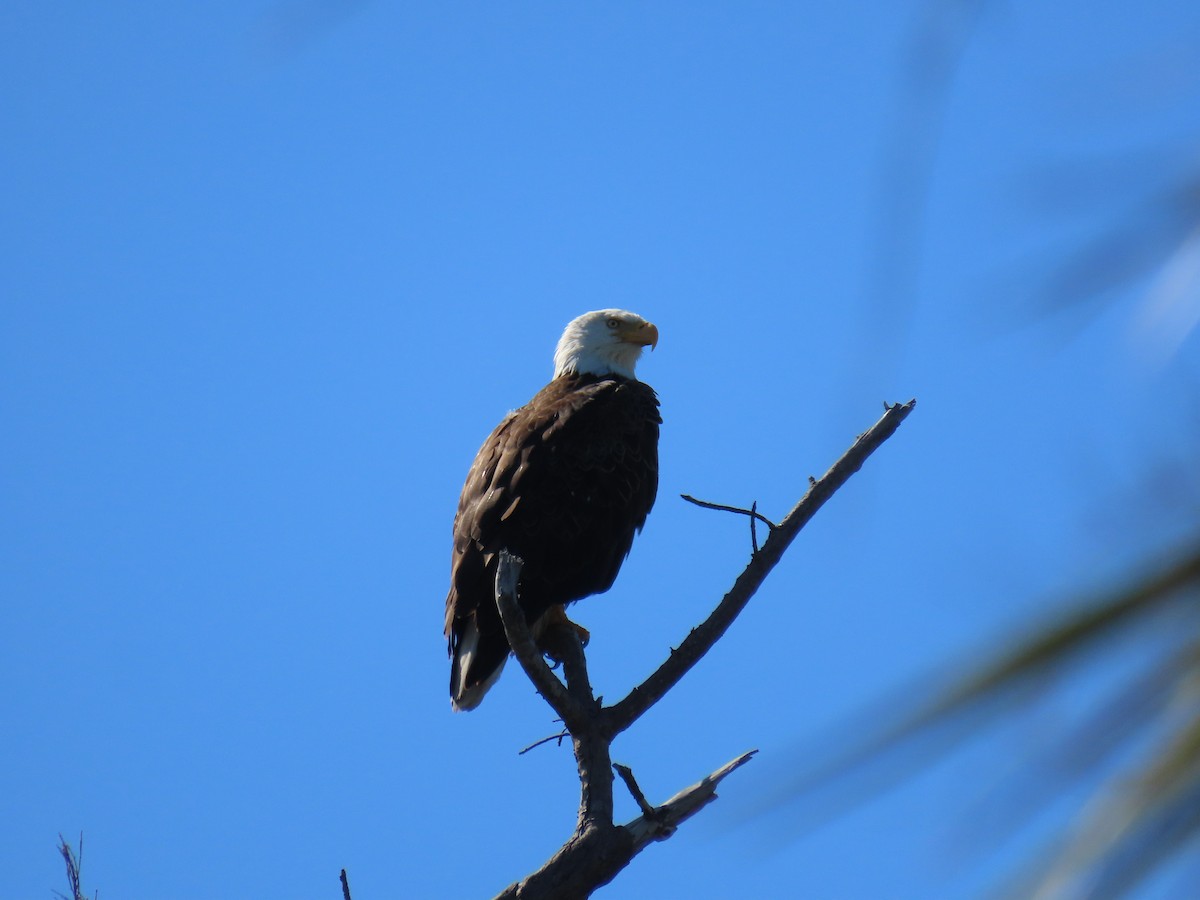 ML627914132 - Bald Eagle - Macaulay Library
