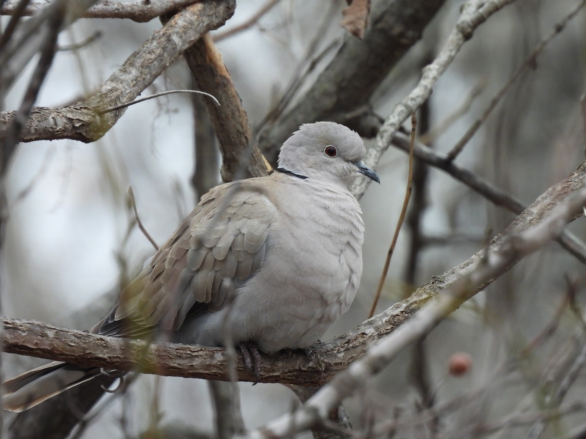 eBird Checklist - 23 Dec 2024 - Simpson Park - 47 species (+2 other taxa)