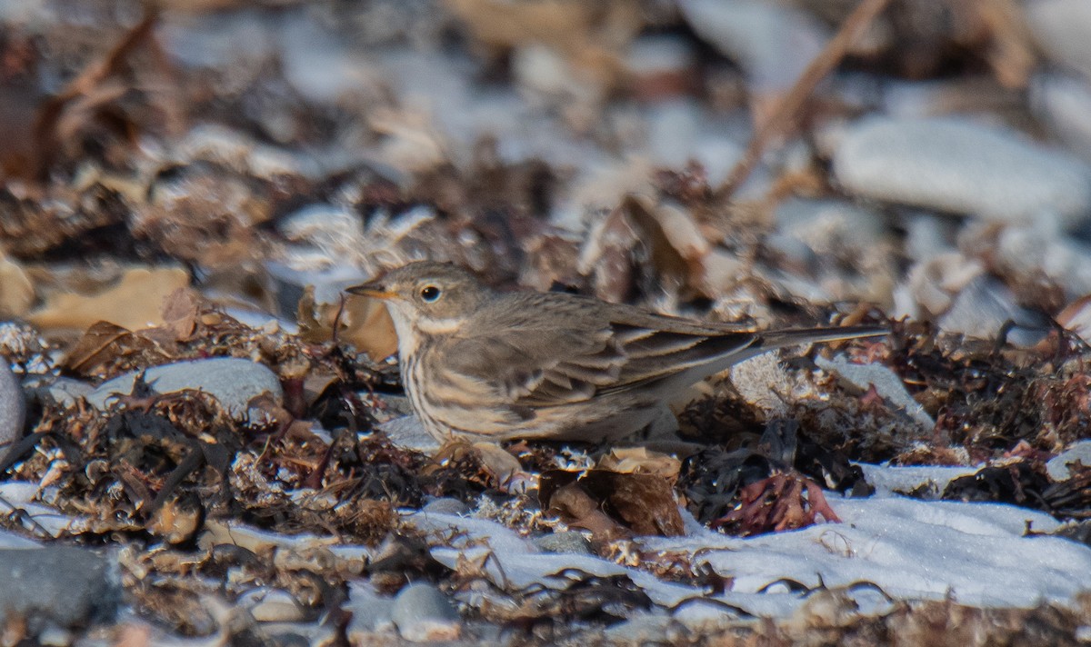 eBird Checklist - 23 Dec 2024 - Rye Harbor SP (Ragged Neck) - 13 species