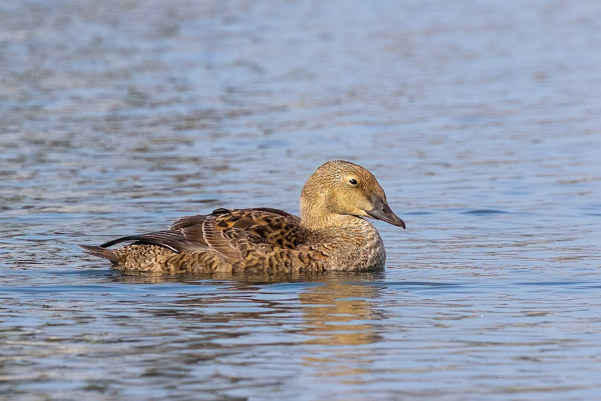 eBird Checklist - 23 Dec 2024 - King Eider Stakeout (2024) - 18 species (+1 other taxa)
