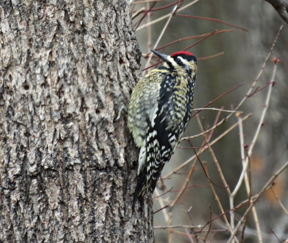 eBird Checklist - 23 Dec 2024 - Dan's Raymond yard - 20 species