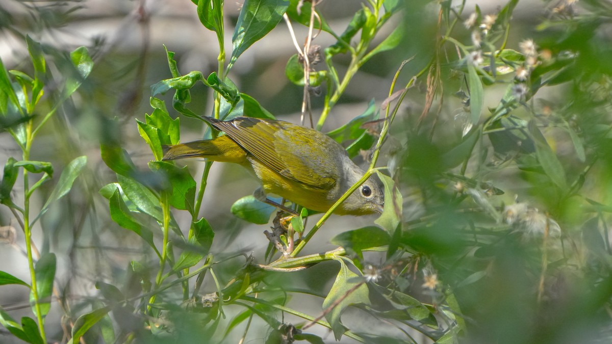 eBird Checklist - 23 Dec 2024 - North Jupiter Flatwoods Natural Area ...