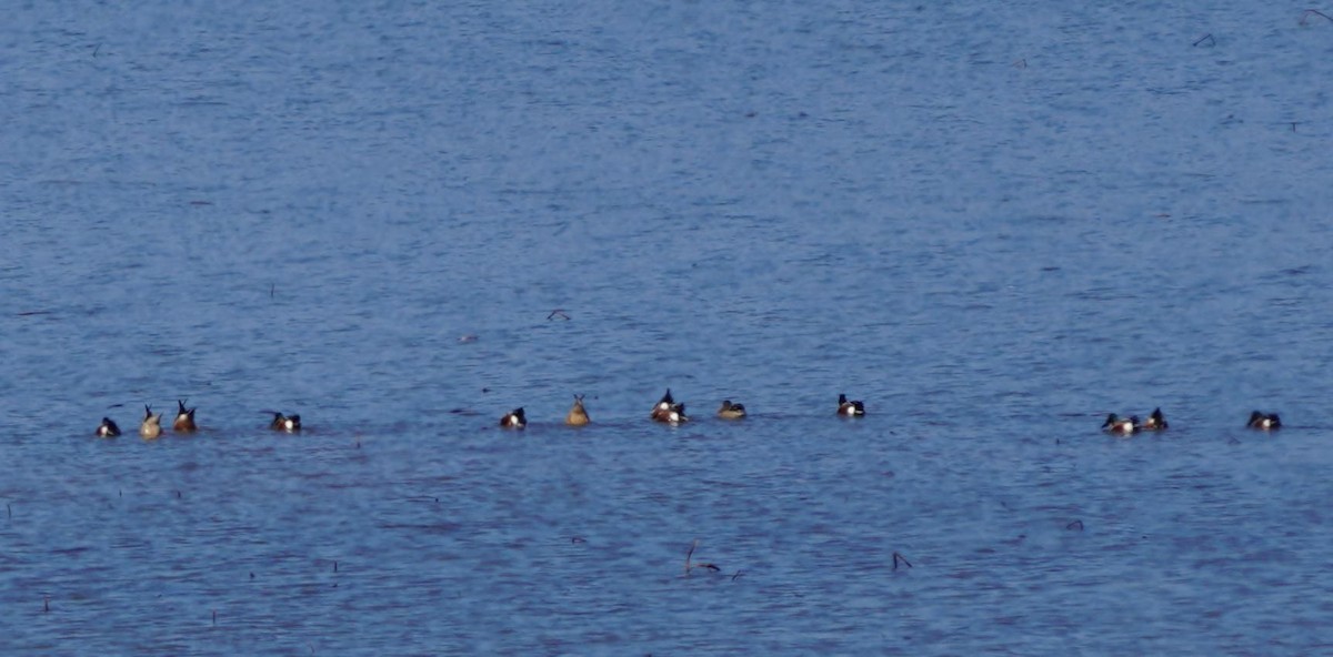 eBird Checklist - 23 Dec 2024 - Hiwassee Wildlife Refuge - 23 species