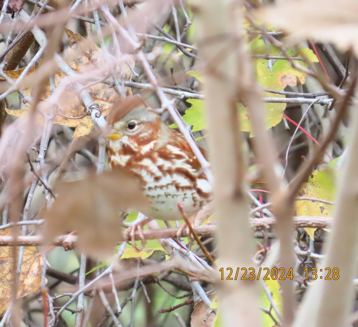 eBird Checklist - 23 Dec 2024 - Rodman Dam - 15 species