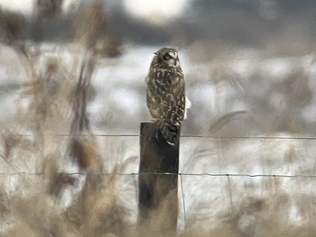 eBird Checklist - 23 Dec 2024 - Michigan State University--Cattle ...
