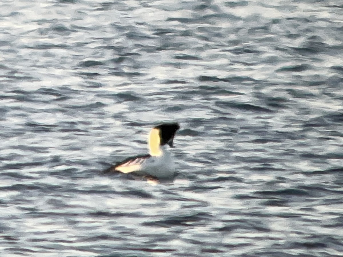 eBird Checklist - 15 Dec 2024 - Sabin Point Park - 21 species (+2 other ...