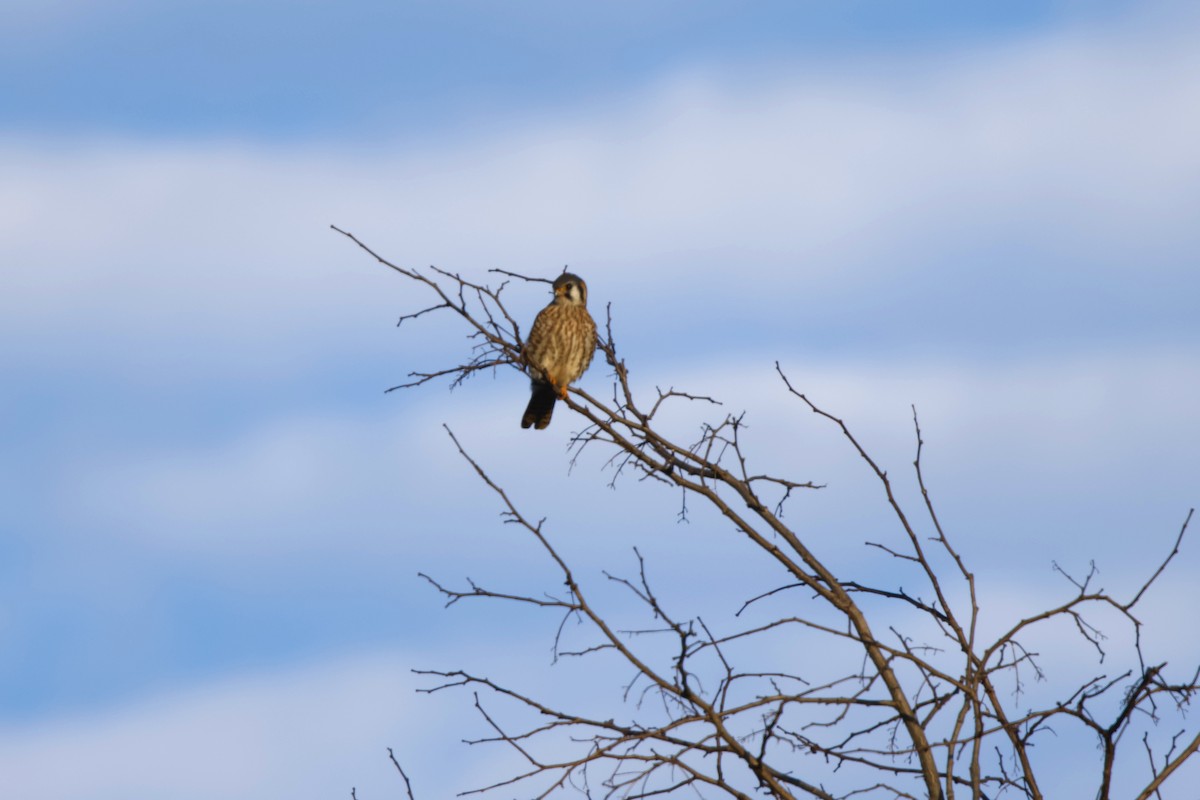 ML627933002 - American Kestrel - Macaulay Library