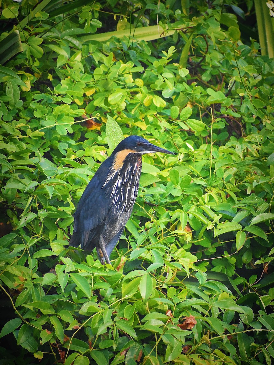 ML627935326 - Black Bittern - Macaulay Library
