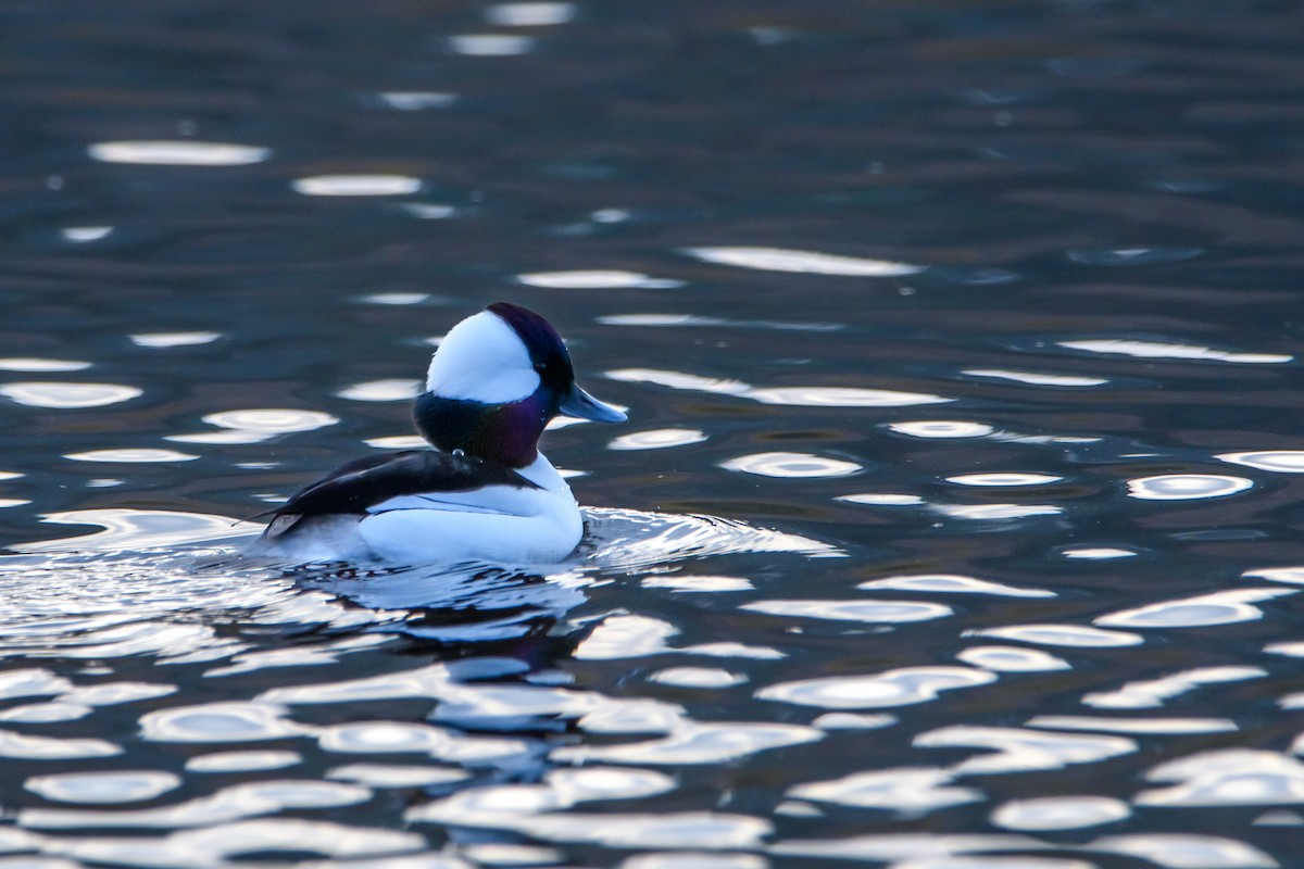 eBird Checklist - 22 Dec 2024 - Frank G. Bonelli RP/Puddingstone ...