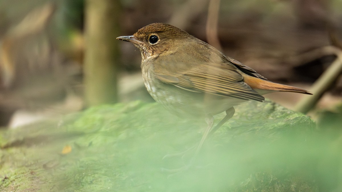 ML627946140 - Rufous-tailed Robin - Macaulay Library