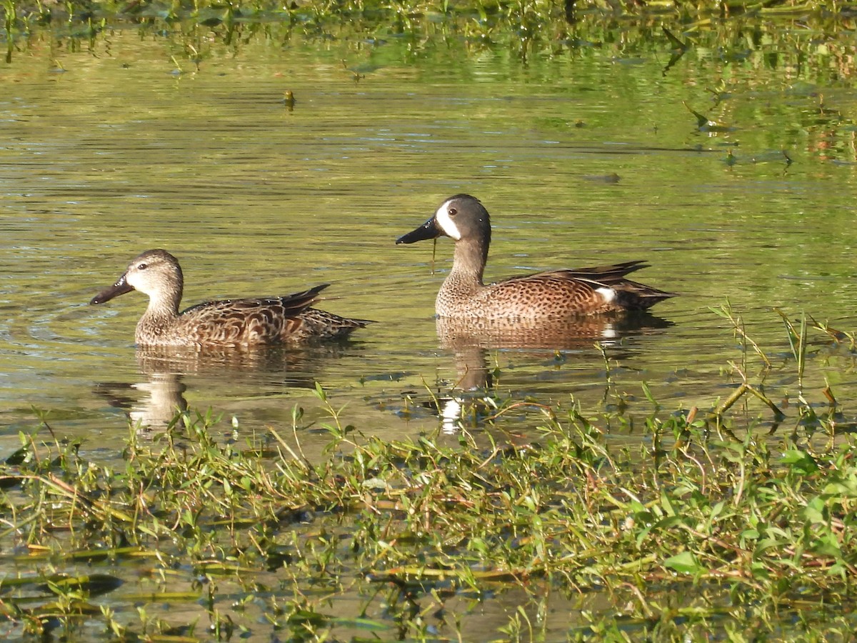 eBird Checklist - 23 Dec 2024 - Timber Pines Private Gated Community ...