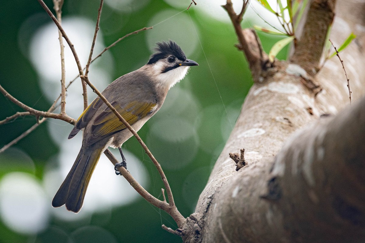 ML627954185 - Styan's Bulbul - Macaulay Library