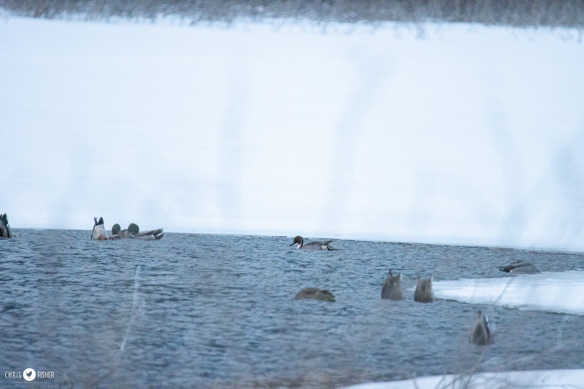 eBird Checklist - 23 Dec 2024 - Banff National Park--Cave & Basin Marsh ...