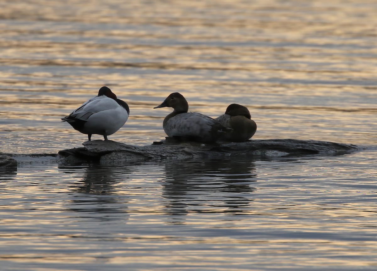 eBird Checklist - 24 Dec 2024 - Occoquan Bay NWR - 41 species
