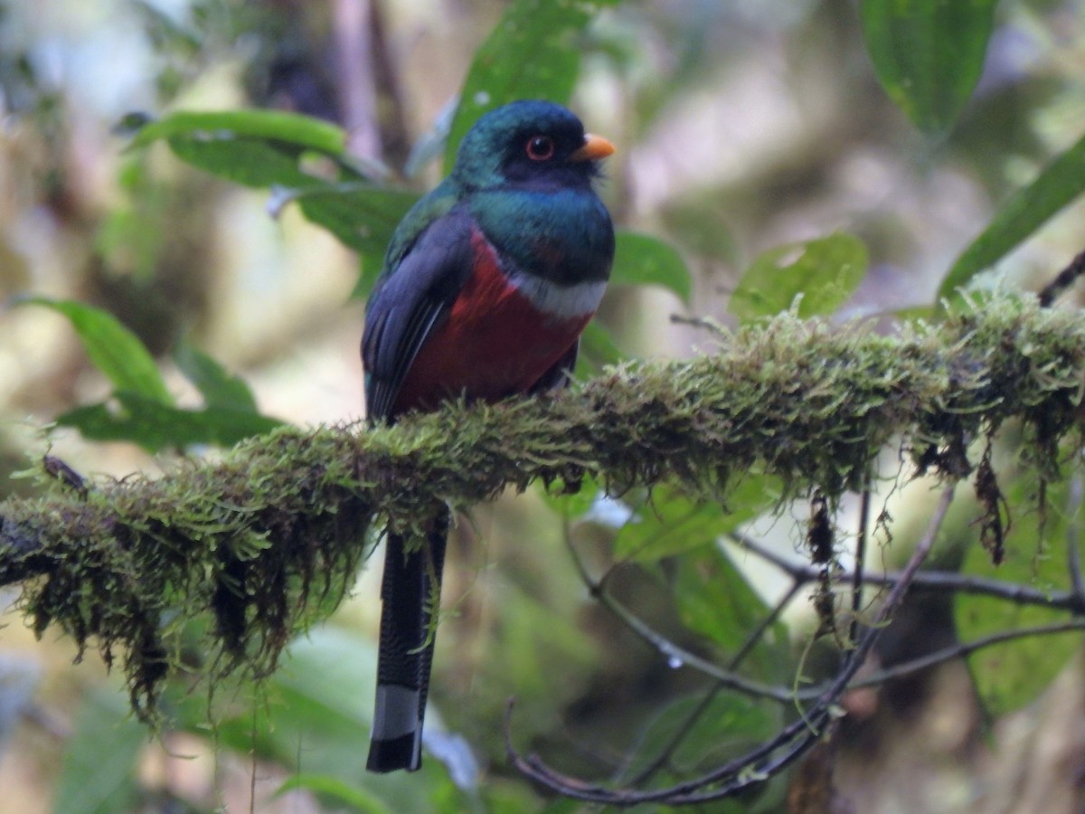 eBird Checklist - 21 Dec 2024 - Chontas Birdwatching Spot - 25 species