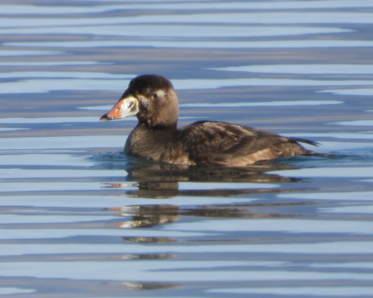eBird Checklist - 23 Dec 2024 - Pyramid Lake--Windless Bay - 7 species ...