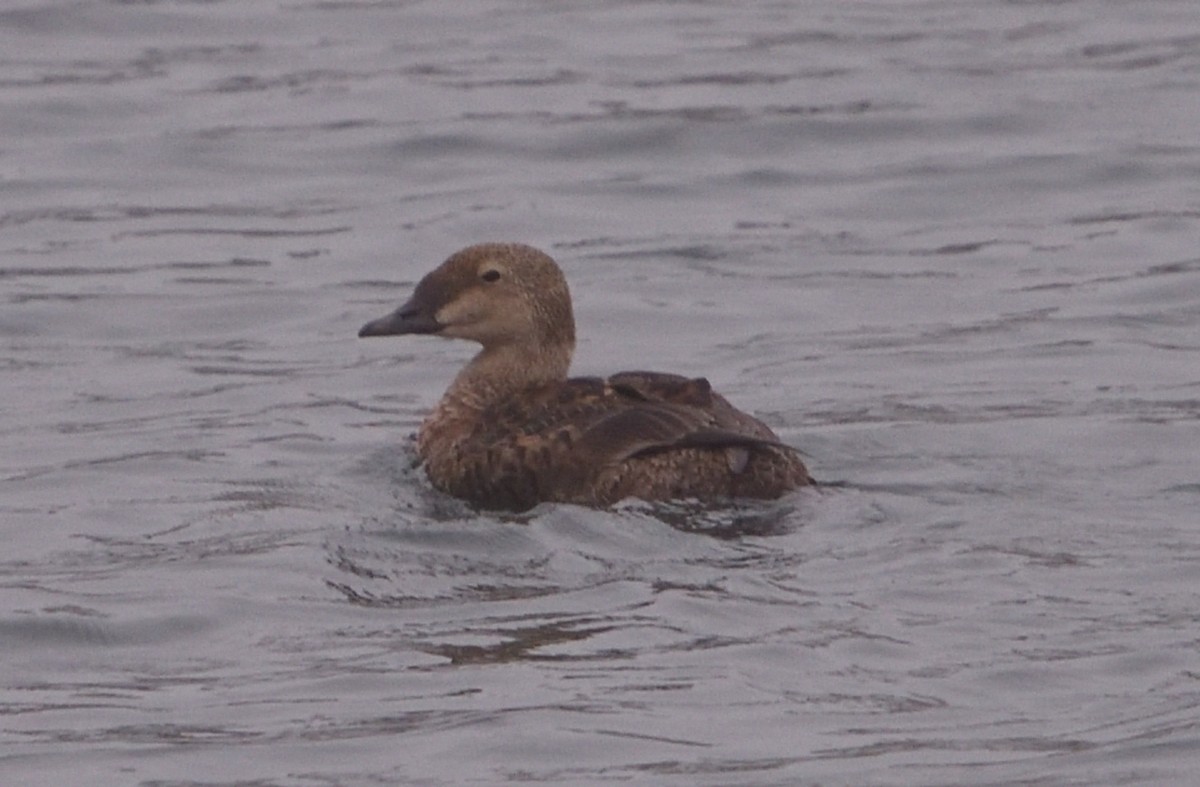 eBird Checklist - 24 Dec 2024 - King Eider (2024), Bolsa Chica Channel - 6 species