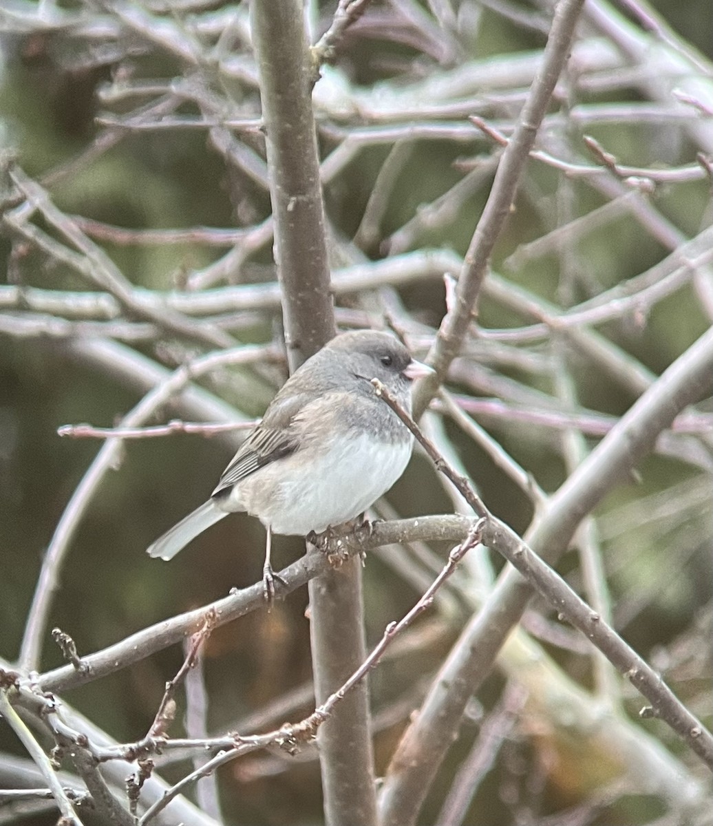 Pennsylvania Bird Atlas Checklist - 24 Dec 2024 - Engstrom House - 14 ...