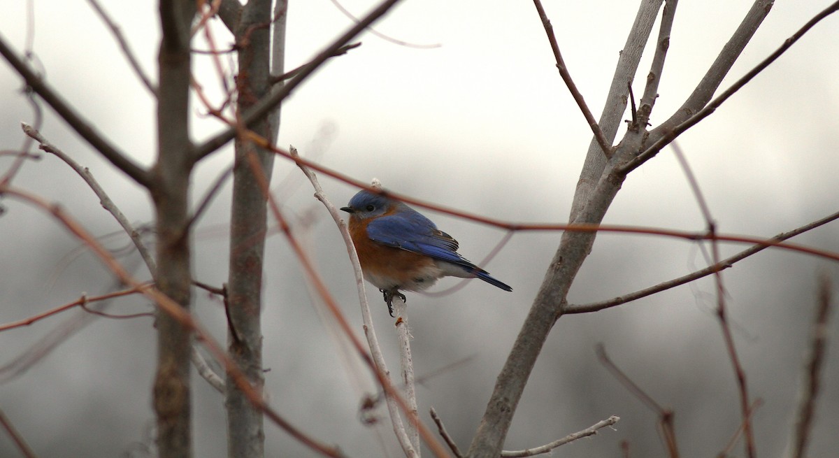 eBird Checklist - 24 Dec 2024 - Crabtree Nature Center - 16 species