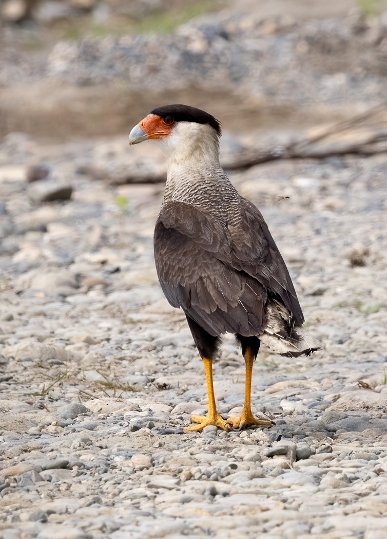 eBird Checklist - 16 Jul 2024 - Manu Road - 1 species