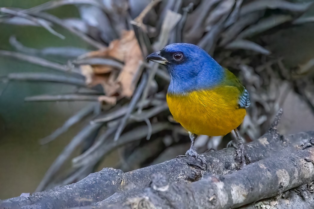eBird Checklist - 19 Jul 2024 - Manu Road - 1 species