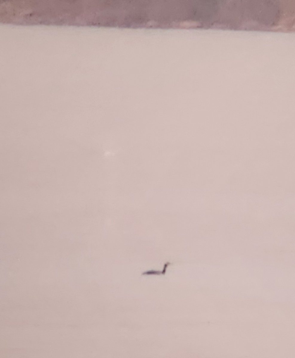 eBird Checklist - 24 Dec 2024 - Duncan yard, Gulf Breeze - 1 species