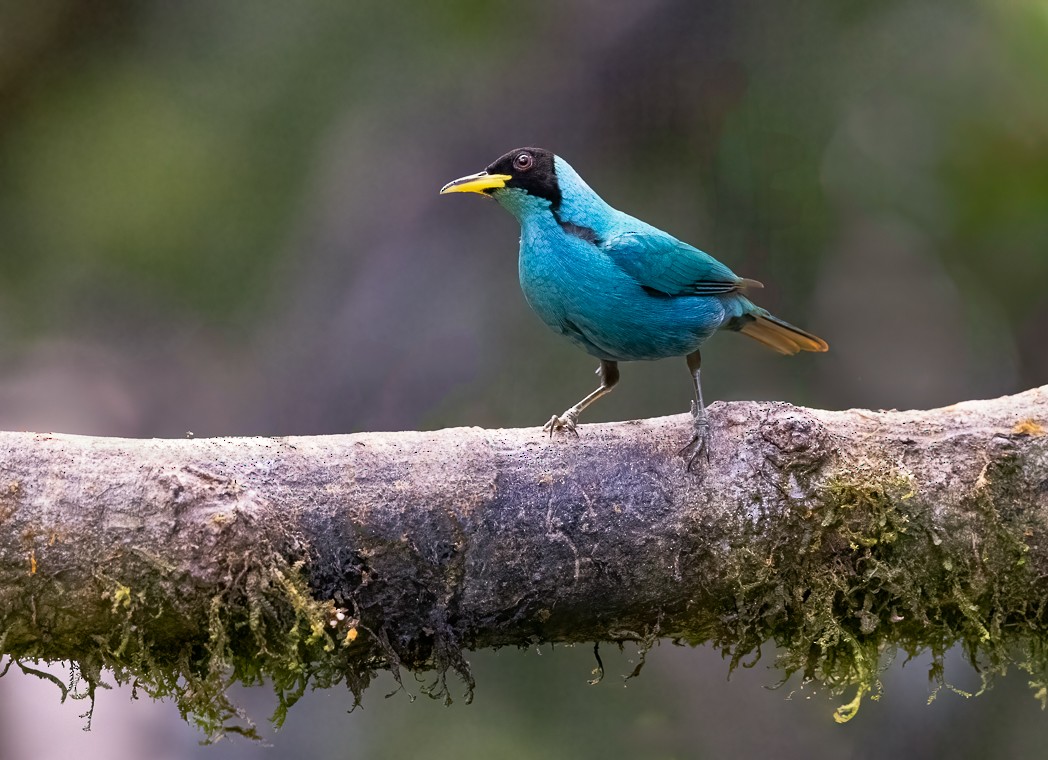 eBird Checklist - 17 Jul 2024 - Manu Road - 1 species
