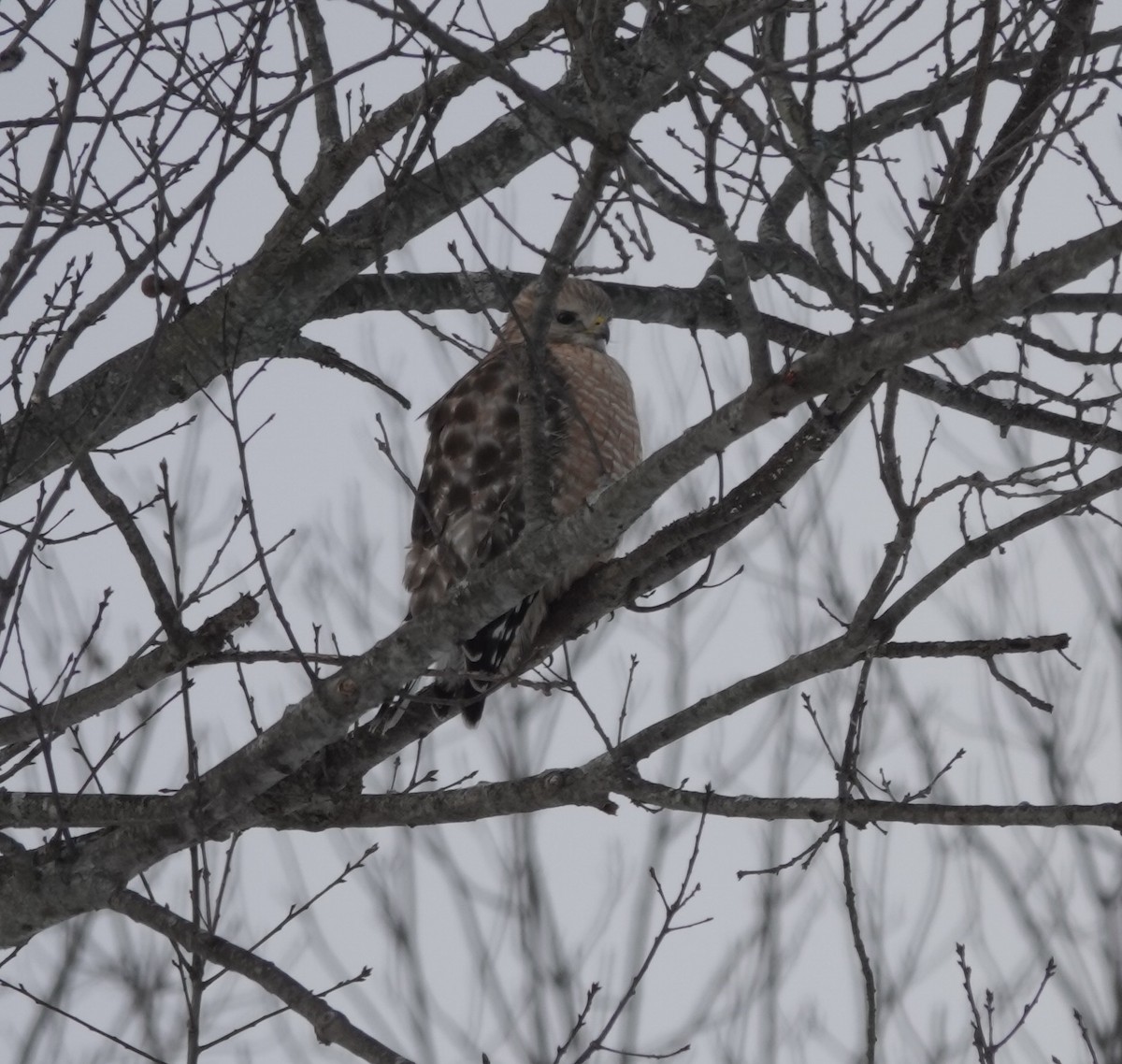 eBird Checklist - 24 Dec 2024 - Spruce Run Recreation Area - 22 species