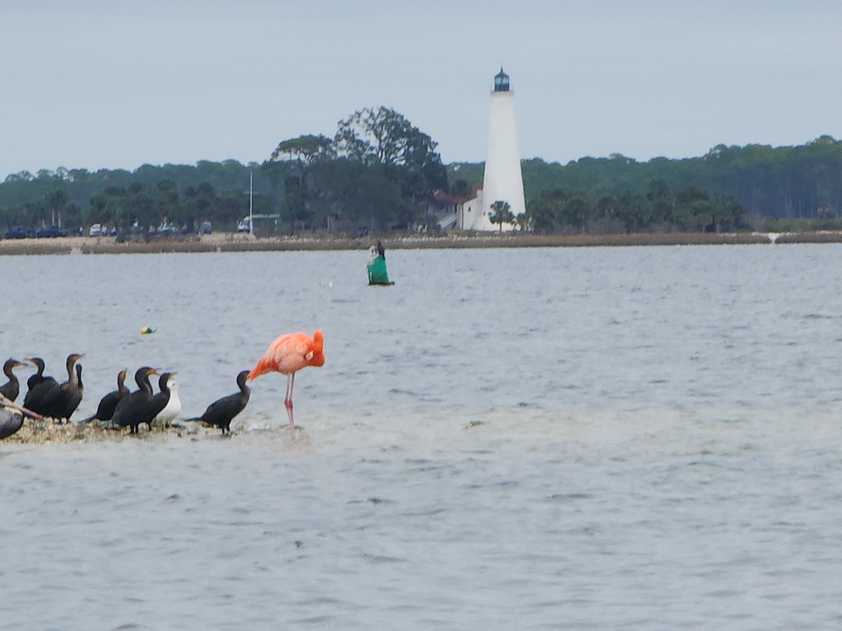 eBird Checklist - 24 Dec 2024 - St. Marks NWR--Lighthouse Pool & Flats ...