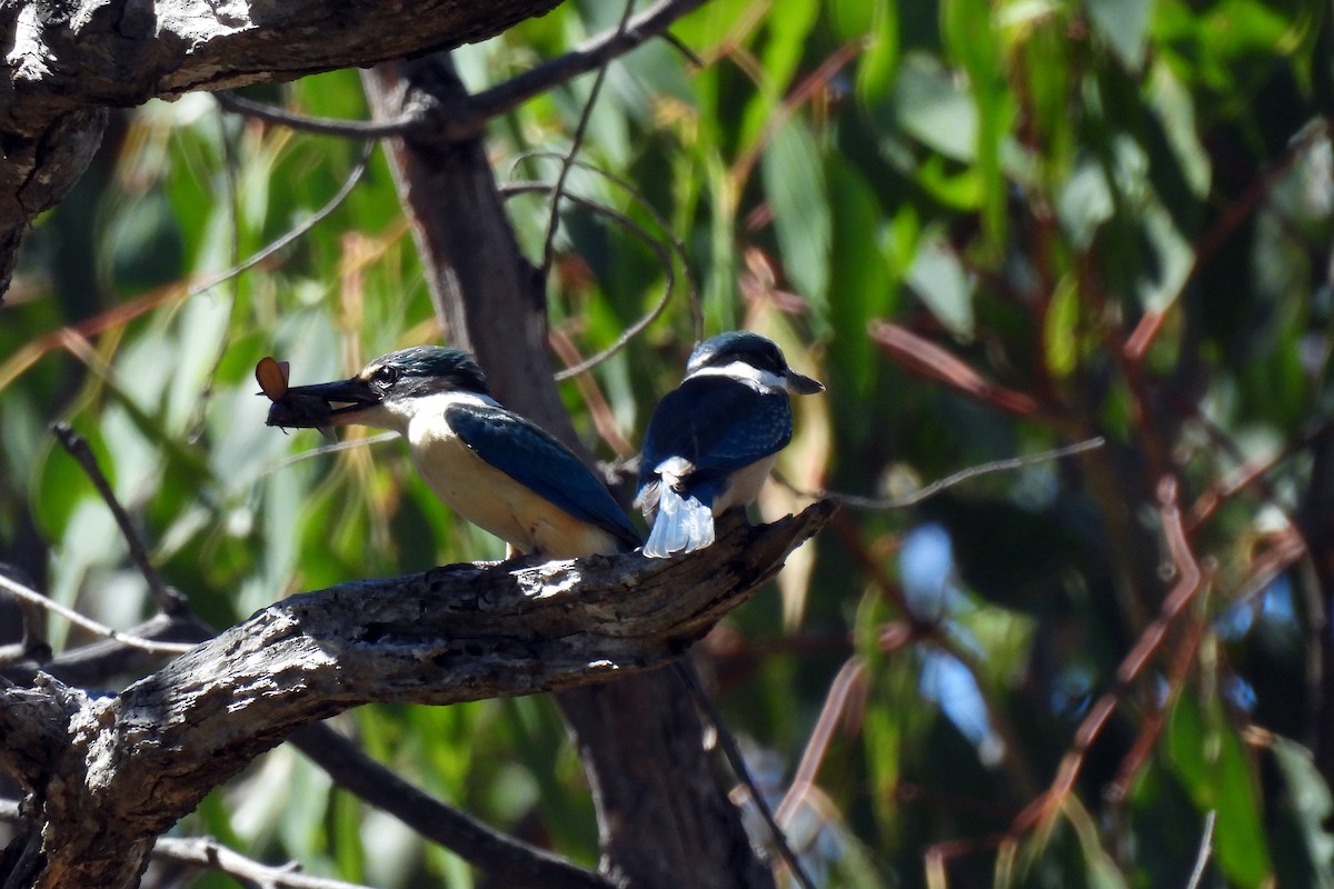 eBird Checklist - 25 Dec 2024 - Red Hill Road Area, Tingha 2369 - 32 ...