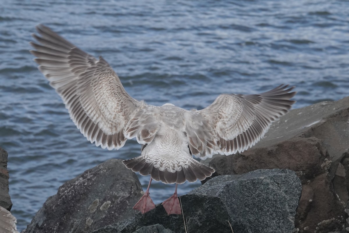 eBird Checklist - 24 Dec 2024 - Nehalem Bay--South Jetty - 18 species ...