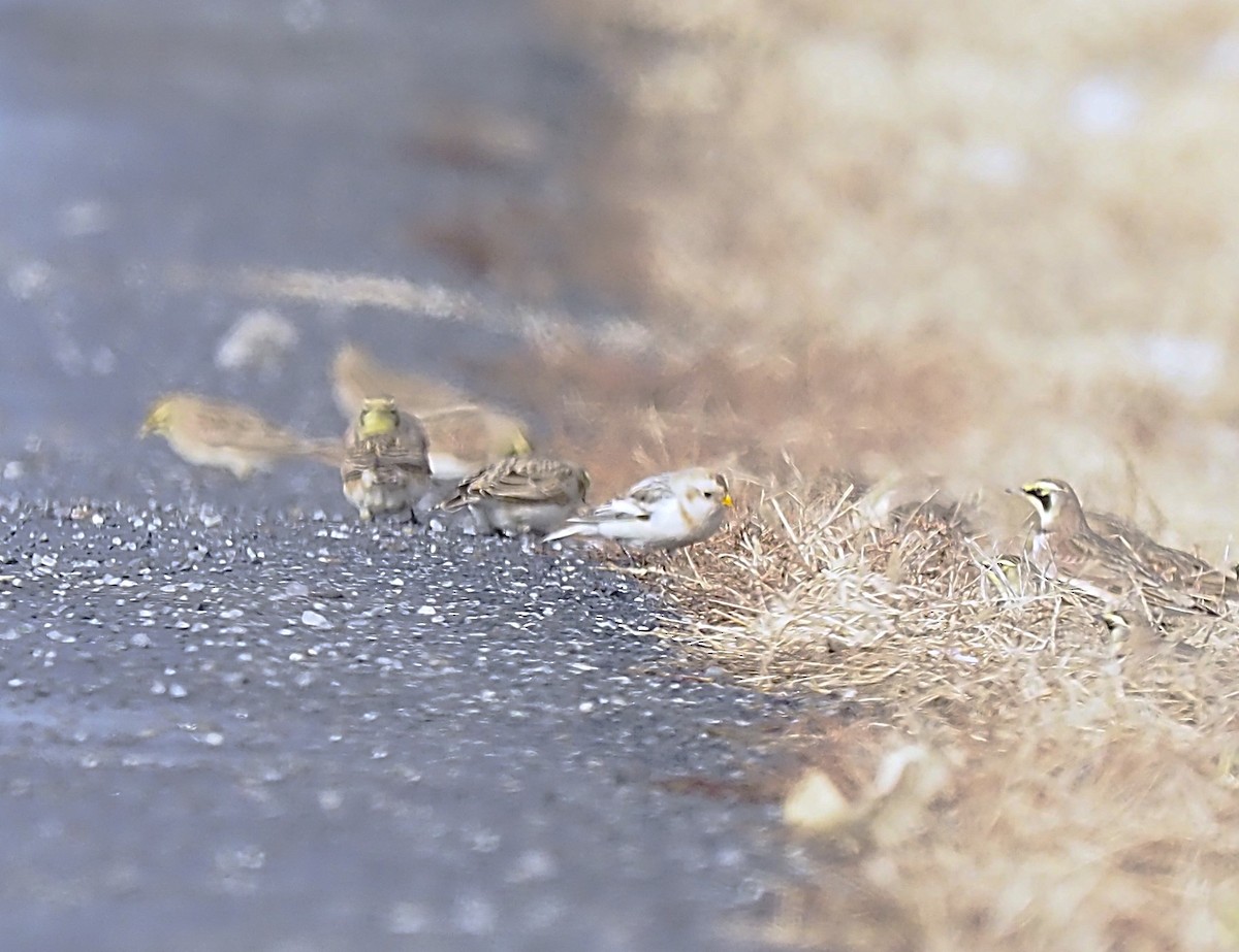 Pennsylvania Bird Atlas Checklist - 24 Dec 2024 - Homestead Rd. Farm Fields (roadside access ...