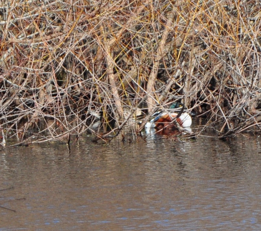eBird Checklist - 25 Dec 2024 - Stumpy Lake Natural Area - 42 species