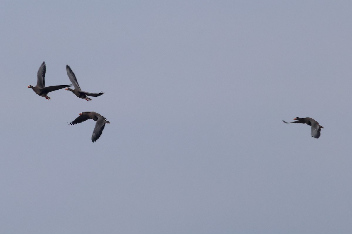 eBird Checklist - 25 Dec 2024 - Swan Harbor Farm Park - 34 species