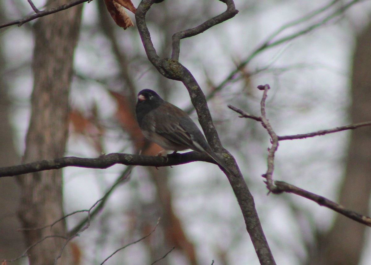 eBird Checklist - 25 Dec 2024 - A Lewis Center near reservoir - 1 species