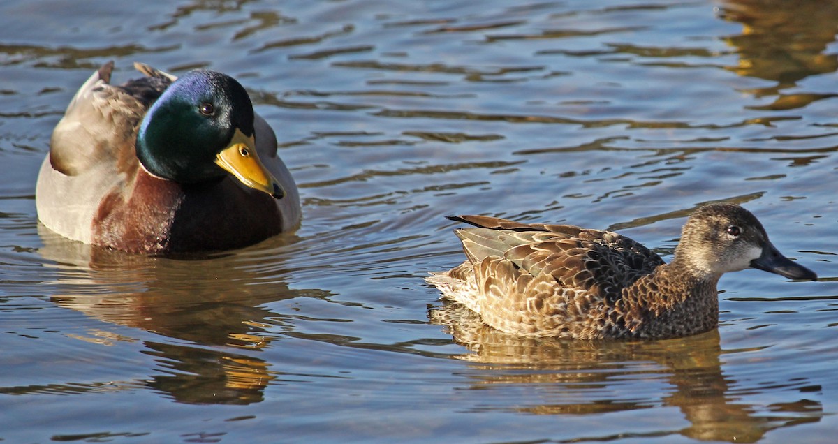 eBird Checklist - 25 Dec 2024 - Quaboag Pond (south pond) - 20 species ...