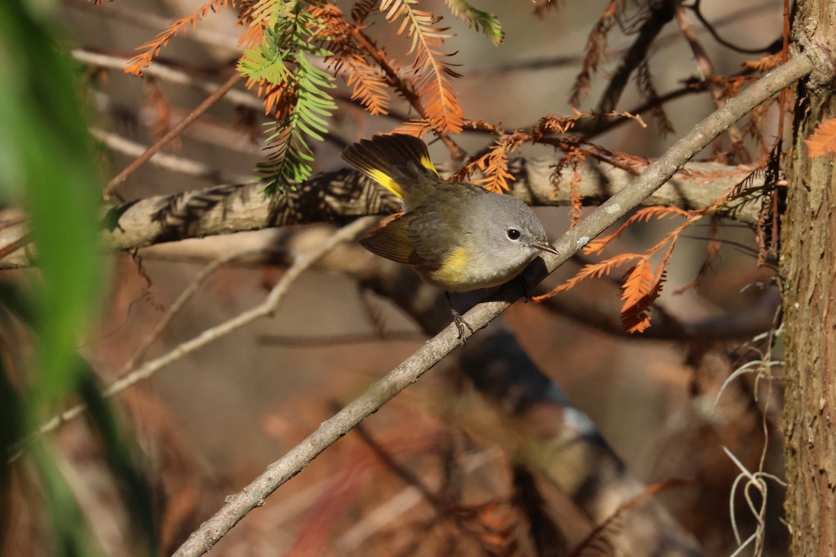 eBird Checklist - 22 Dec 2024 - Cypress Wetlands - 0 species (+1 other taxa)