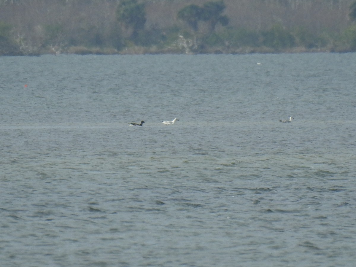 eBird Checklist - 25 Dec 2024 - Canaveral National Seashore--Apollo ...