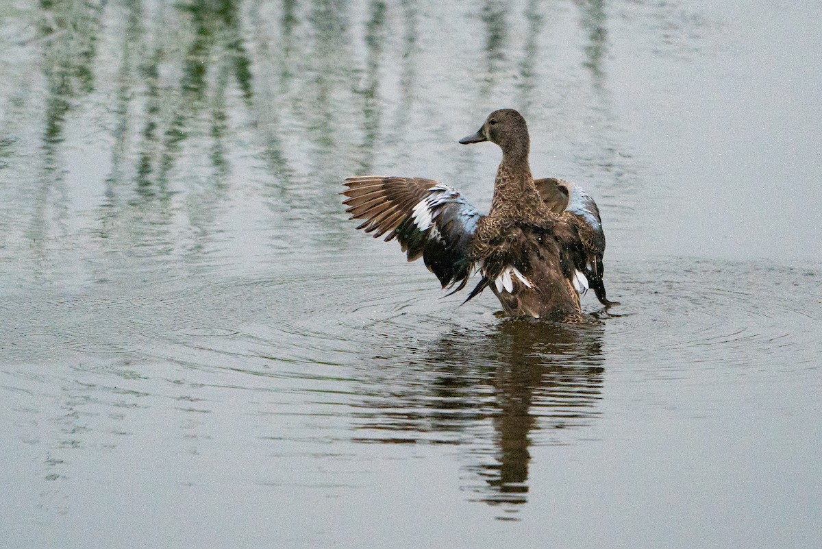 eBird Checklist - 5 Jul 2024 - North Ottawa Impoundment - 30 species