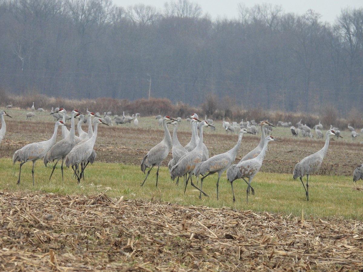 eBird Checklist - 25 Dec 2024 - Ewing Bottoms - 6 species