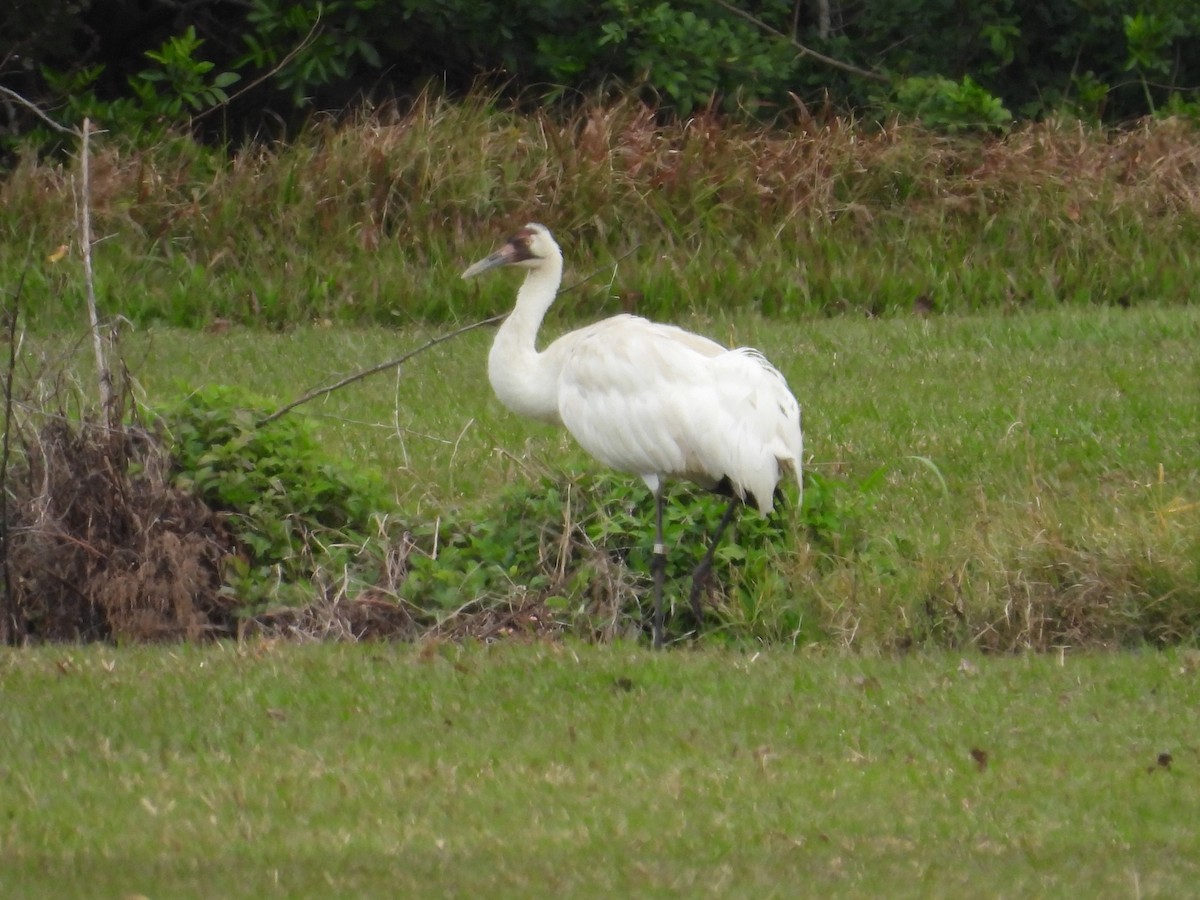 eBird Checklist - 25 Dec 2024 - USA-FL-St. Cloud, County Rd 525 (28.202 ...