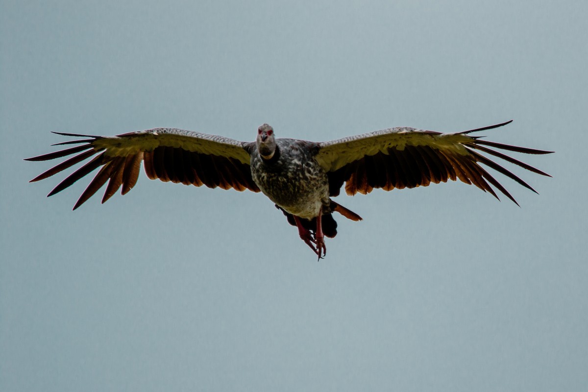 eBird Checklist - 21 Dec 2024 - Lote de chilcas - 36 species
