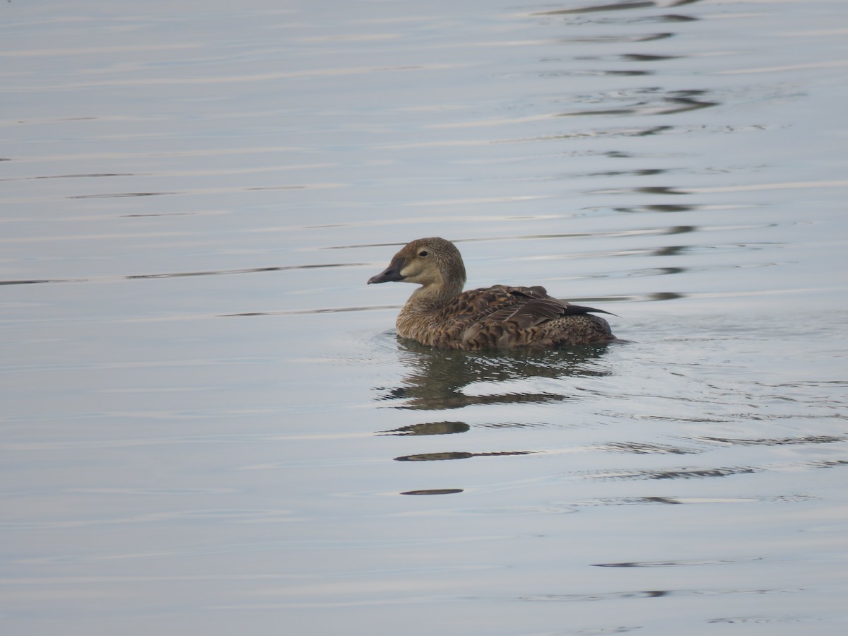 eBird Checklist - 25 Dec 2024 - Seabridge Park, Huntington Beach - 23 ...