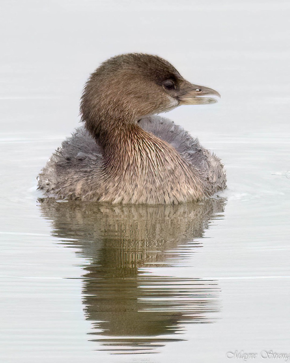 eBird Checklist - 25 Dec 2024 - Ray Roberts Lake SP--Isle du Bois (PPW ...