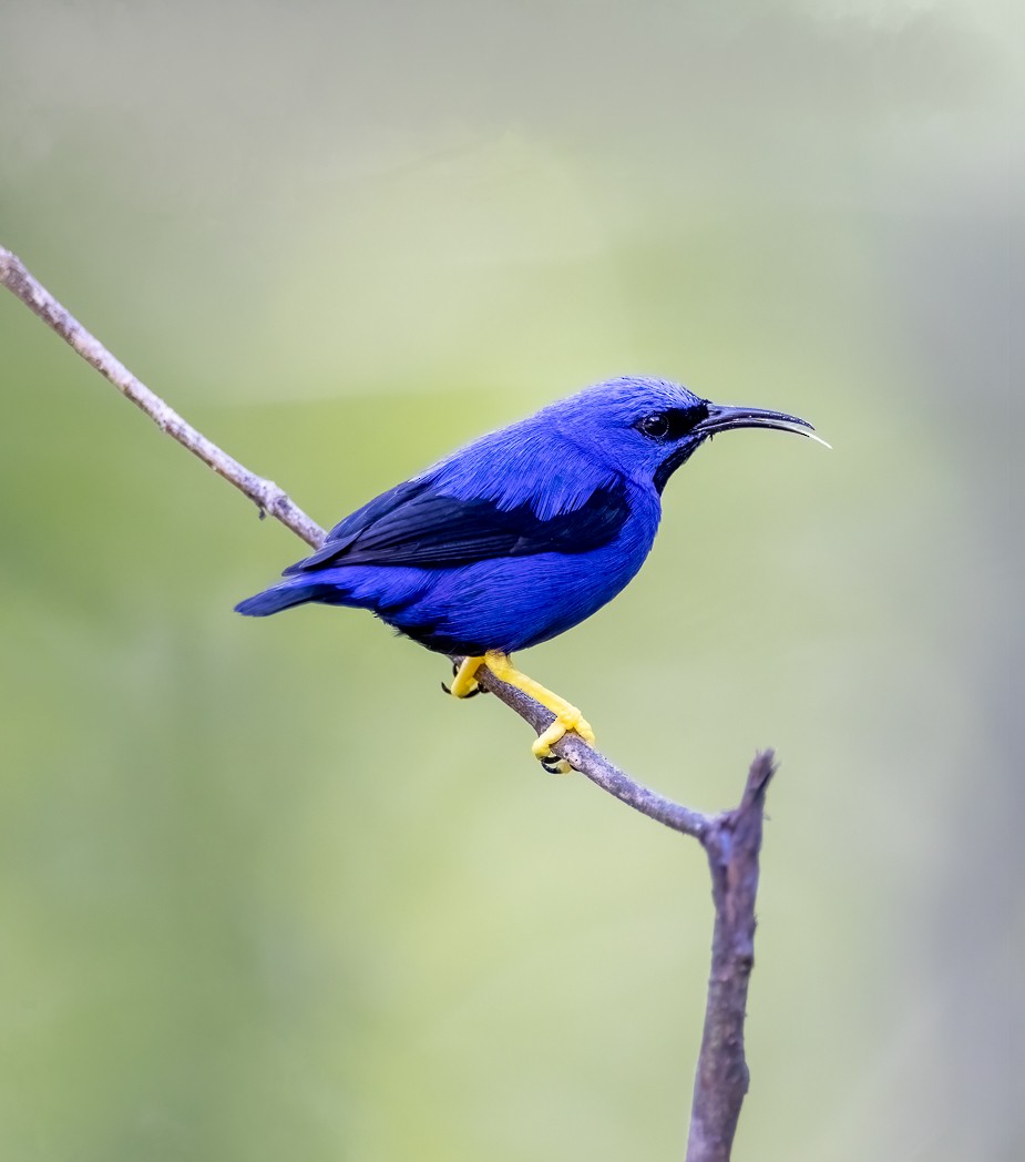 eBird Checklist - 17 Jul 2024 - Manu Road - 1 species